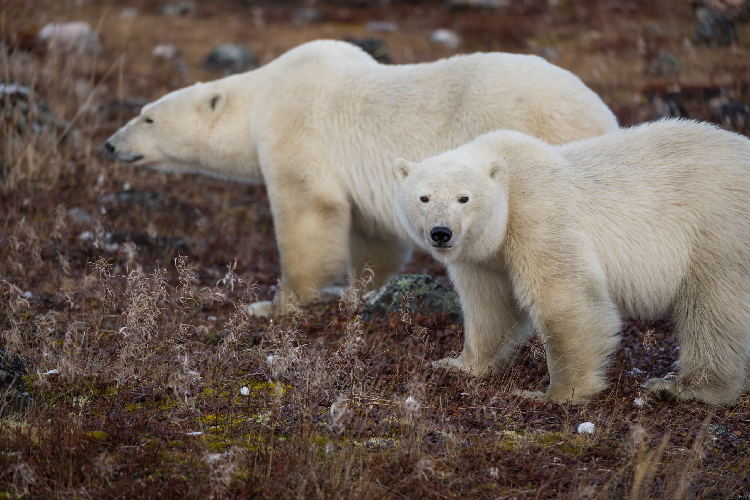 Celebrating Polar Bear Week with a collection of our favourite bear-themed stories | Canadian ...