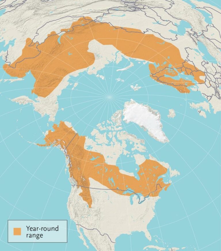 Animal Facts: Moose | Canadian Geographic
