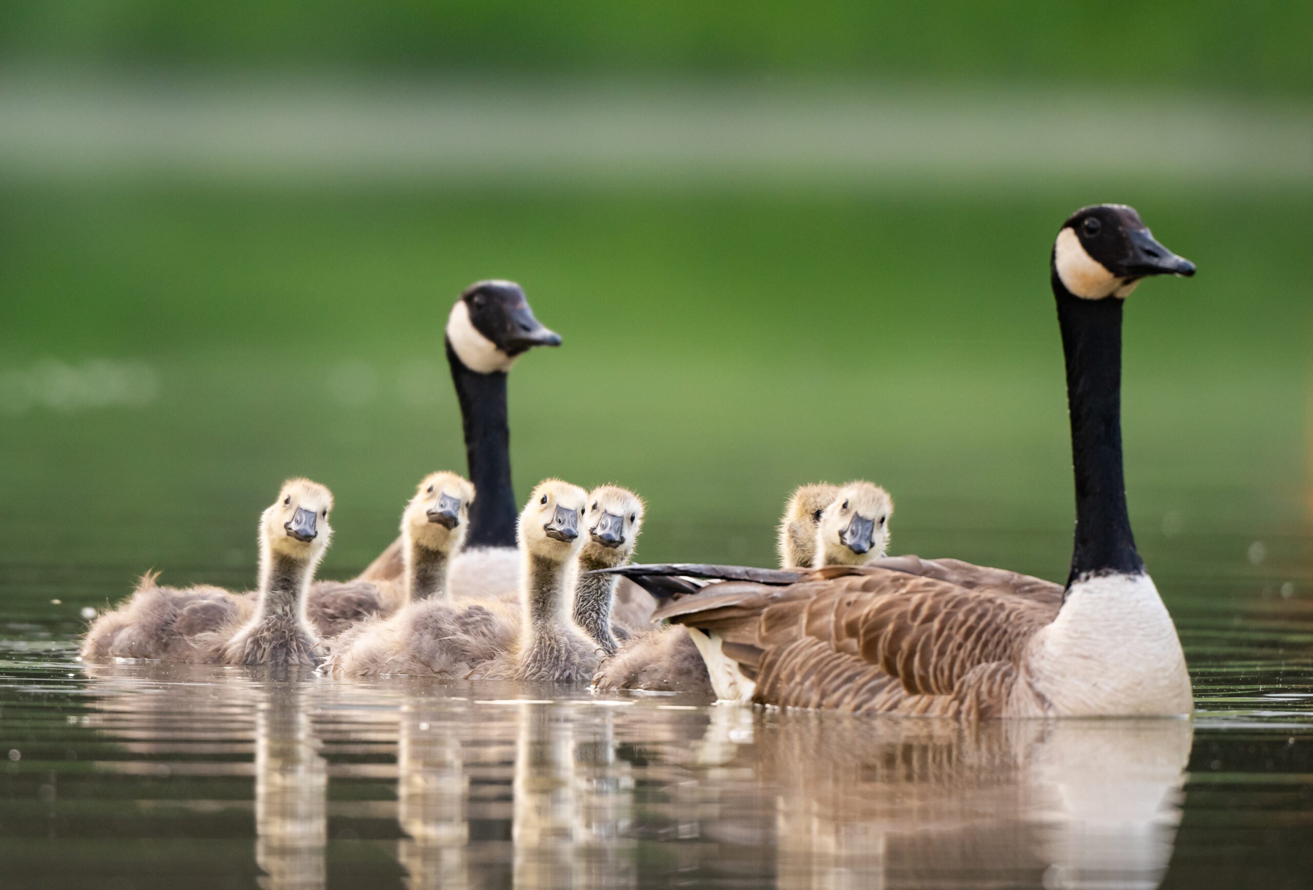 Animal Facts: Canada goose | Canadian Geographic