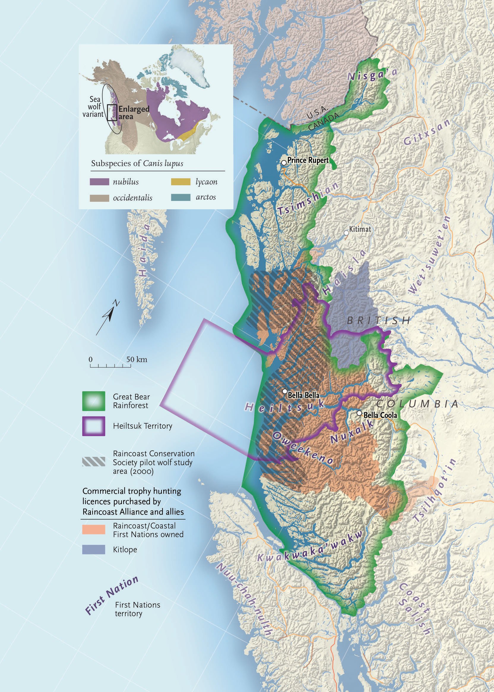 The amazing sea wolves of the Great Bear Rainforest | Canadian Geographic