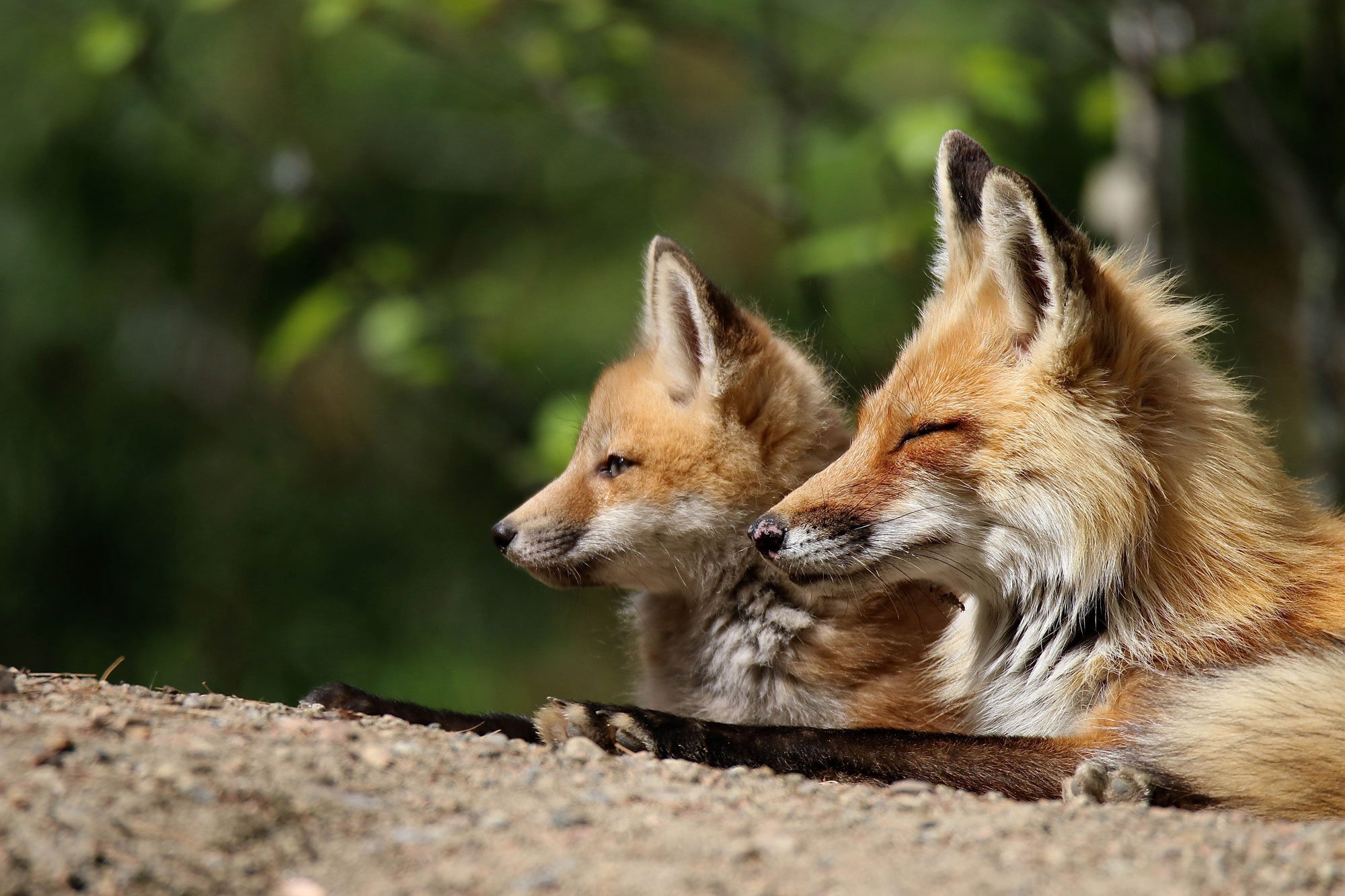 15 adorable photos of baby foxes | Canadian Geographic