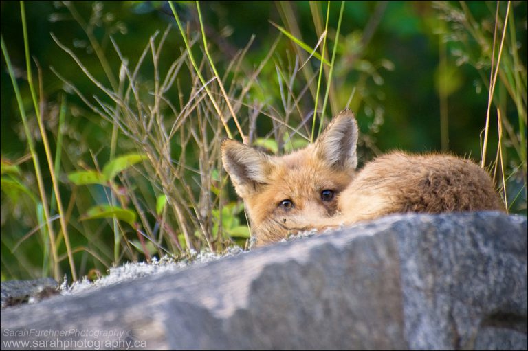 15 adorable photos of baby foxes | Canadian Geographic