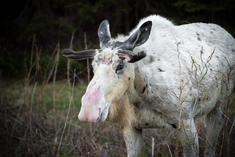 Newfoundland photographer captures video of rare piebald moose ...