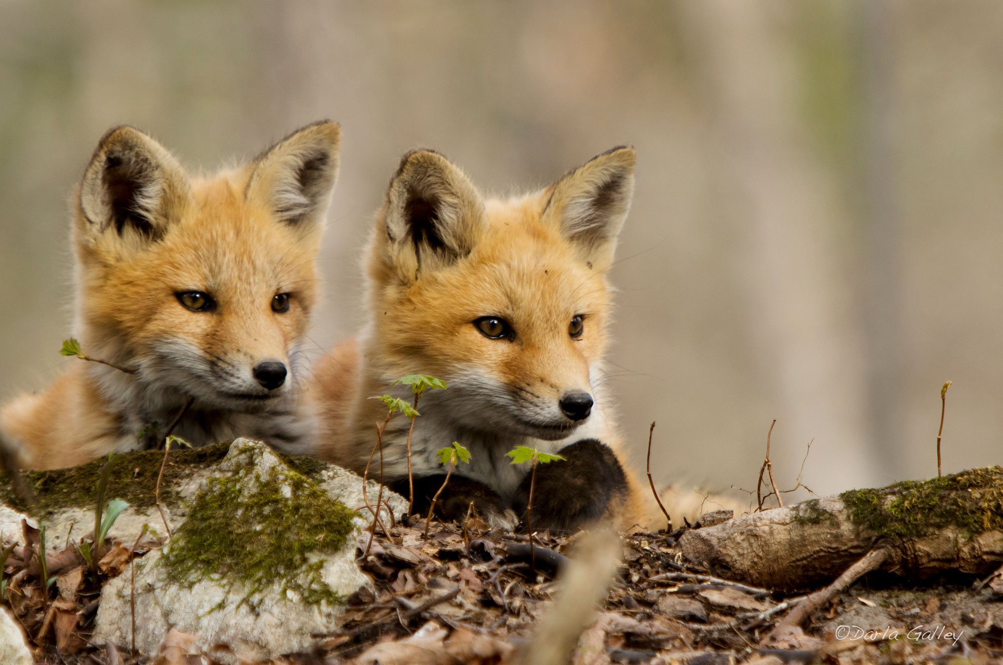 15 adorable photos of baby foxes | Canadian Geographic