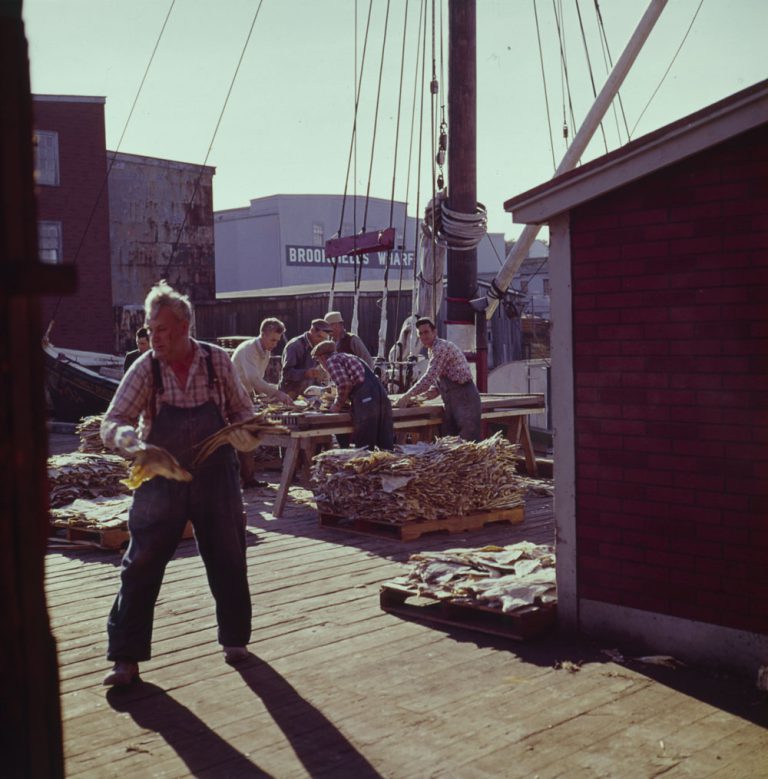 Newfoundland’s cod industry poised for a rebound | Canadian Geographic