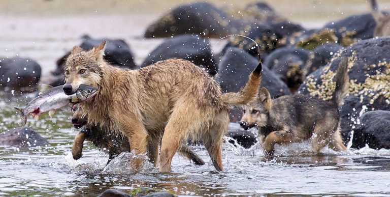 The amazing sea wolves of the Great Bear Rainforest | Canadian Geographic