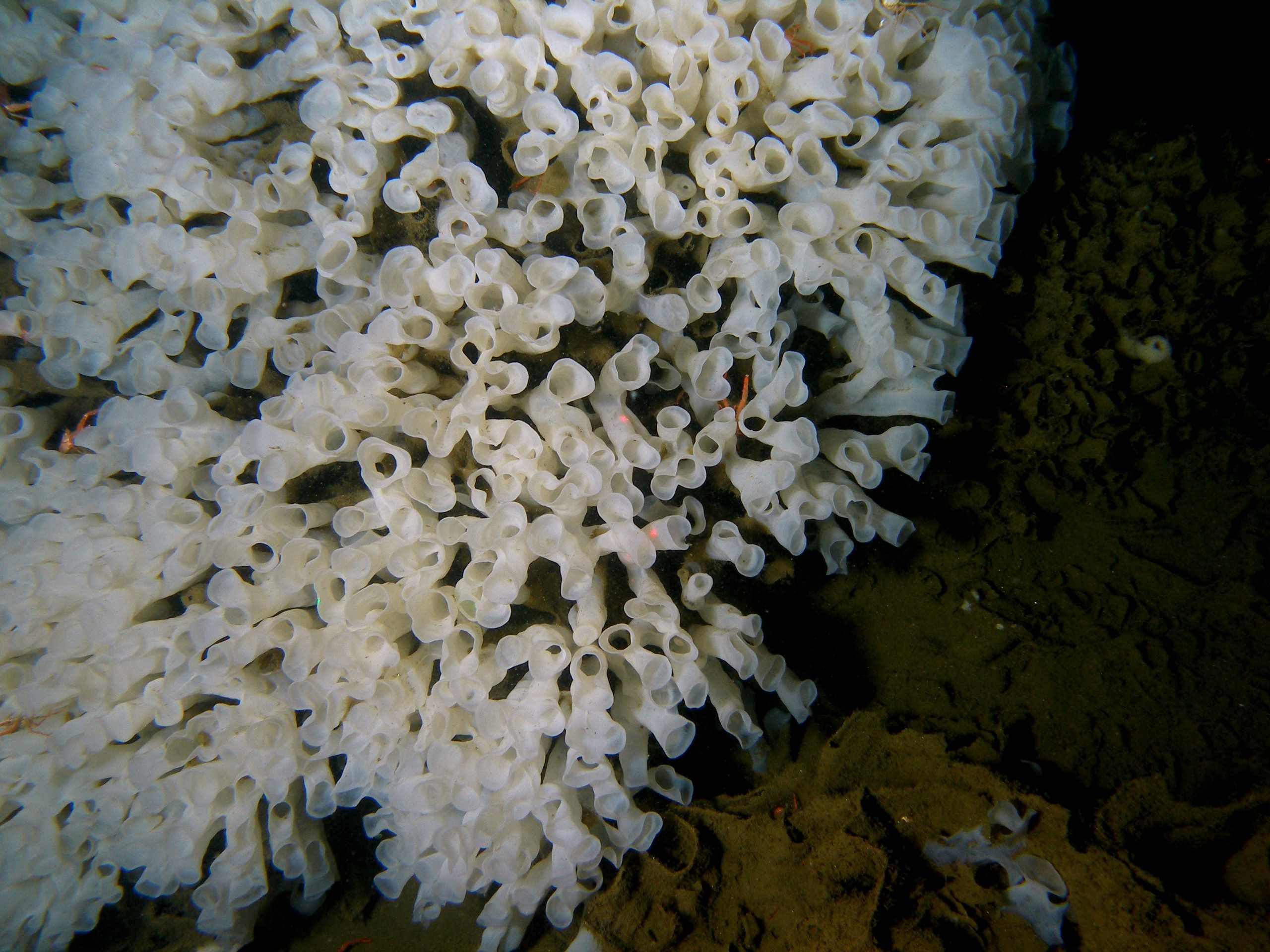Watch LIVE: Researchers explore rare B.C. sea glass sponges | Canadian ...
