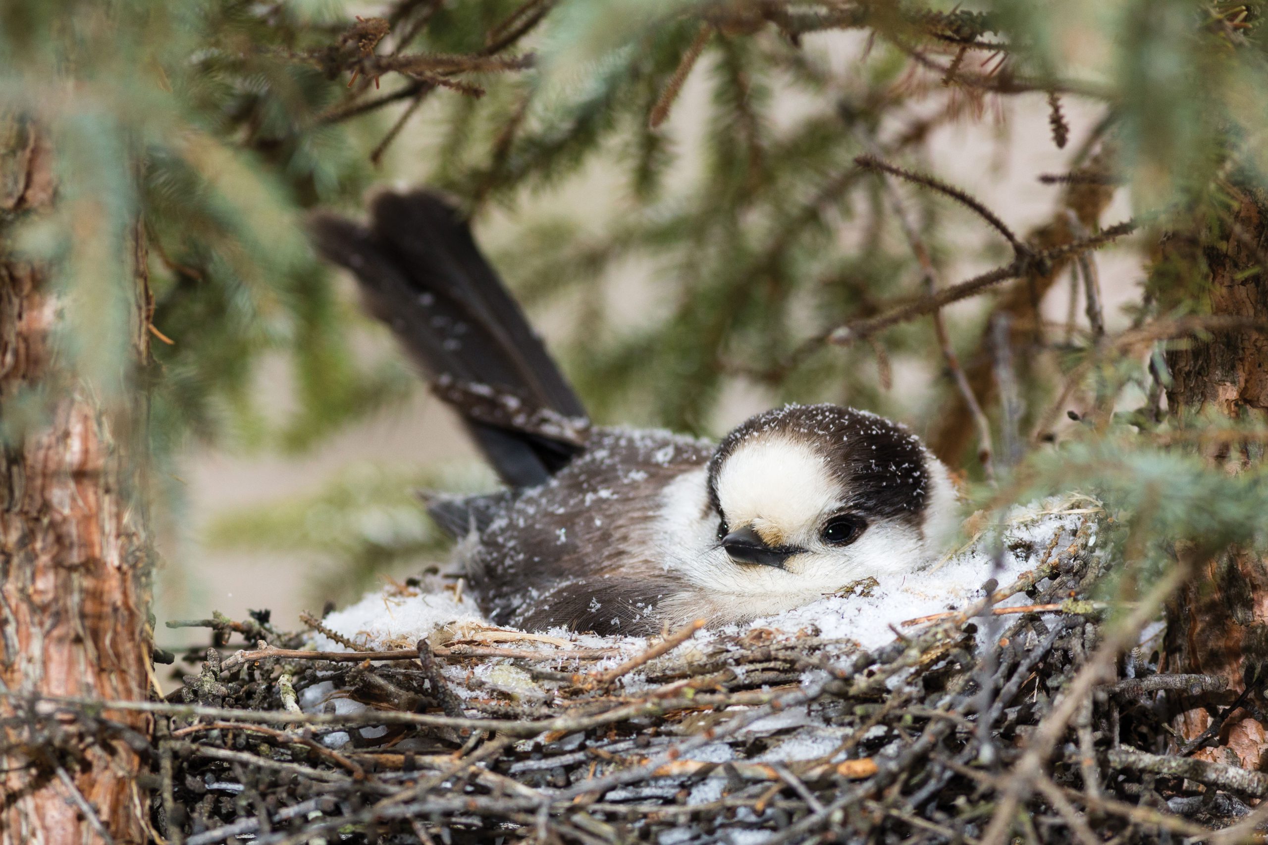 Oh Canada jay! The story behind an icon-in-the-making | Canadian Geographic