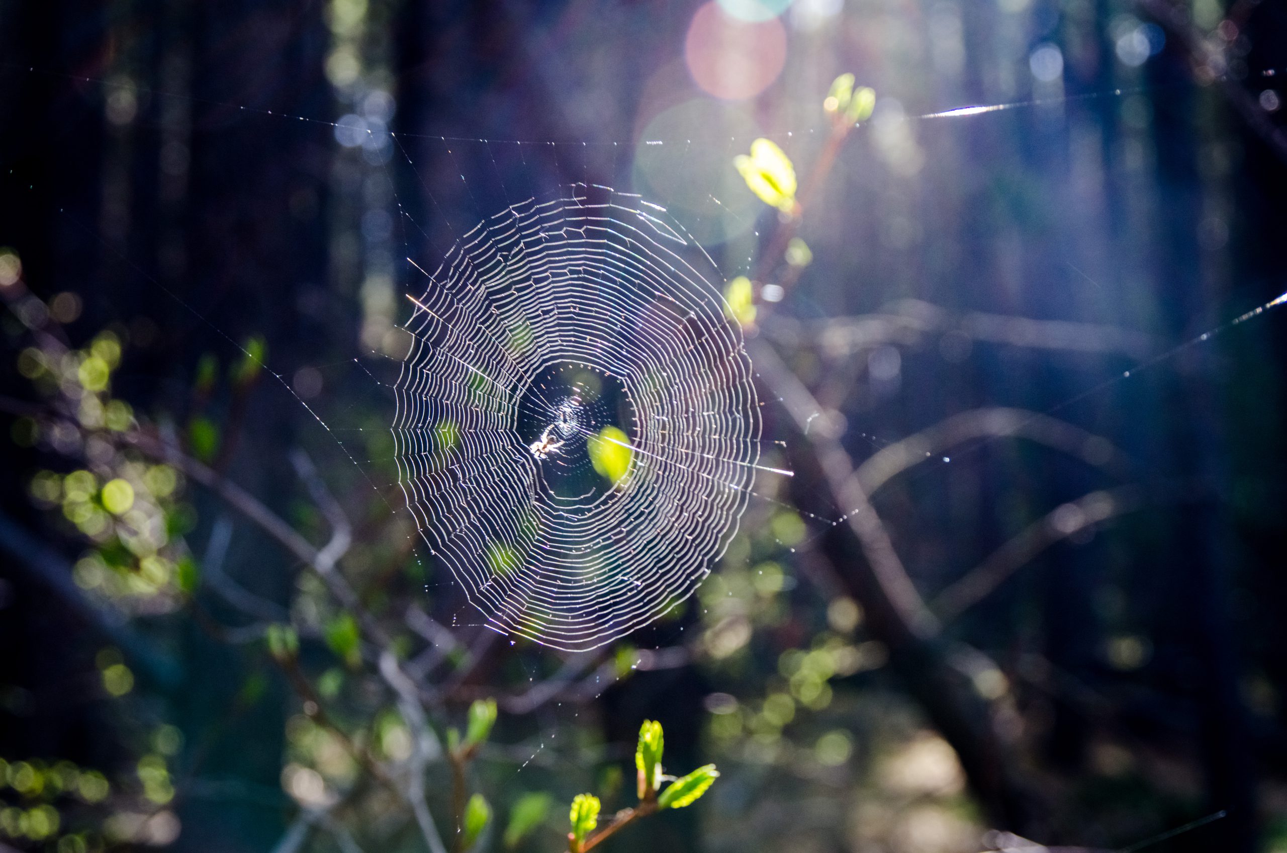 What spiders can teach us about ecology | Canadian Geographic