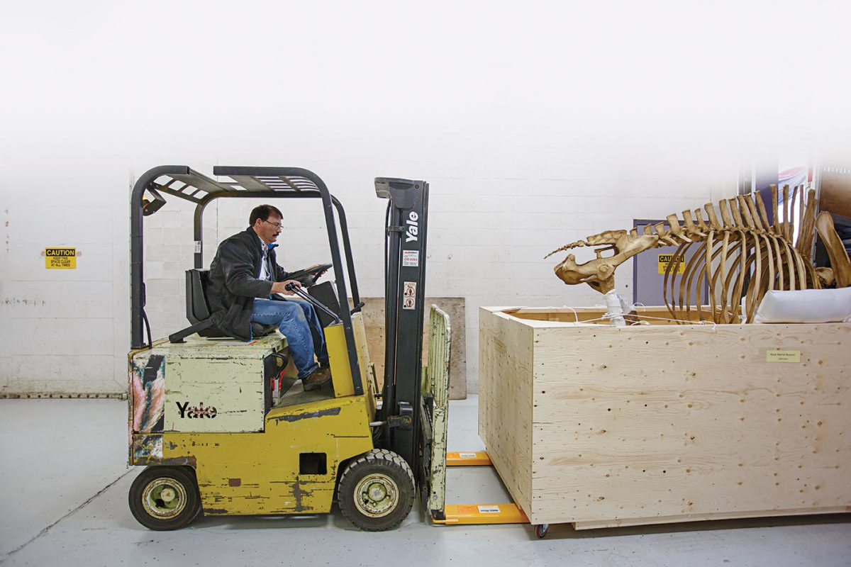Photos: Inside the Royal Alberta Museum’s mammoth move | Canadian ...