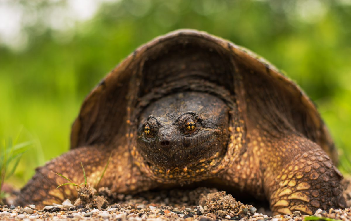 Ontario turtle rescue centre sees spike in patients | Canadian Geographic