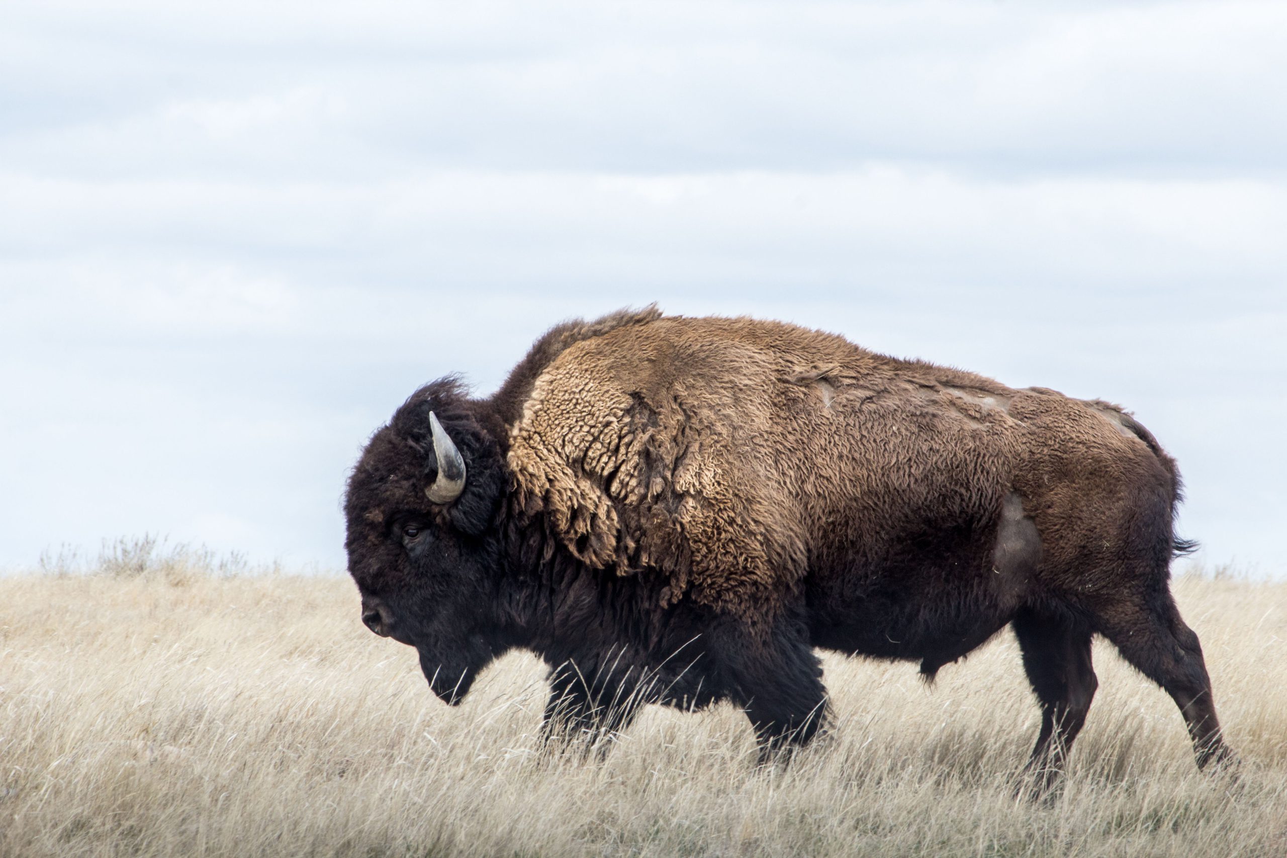 Video: The song inspired by a Manitoba town’s famous runaway bison ...