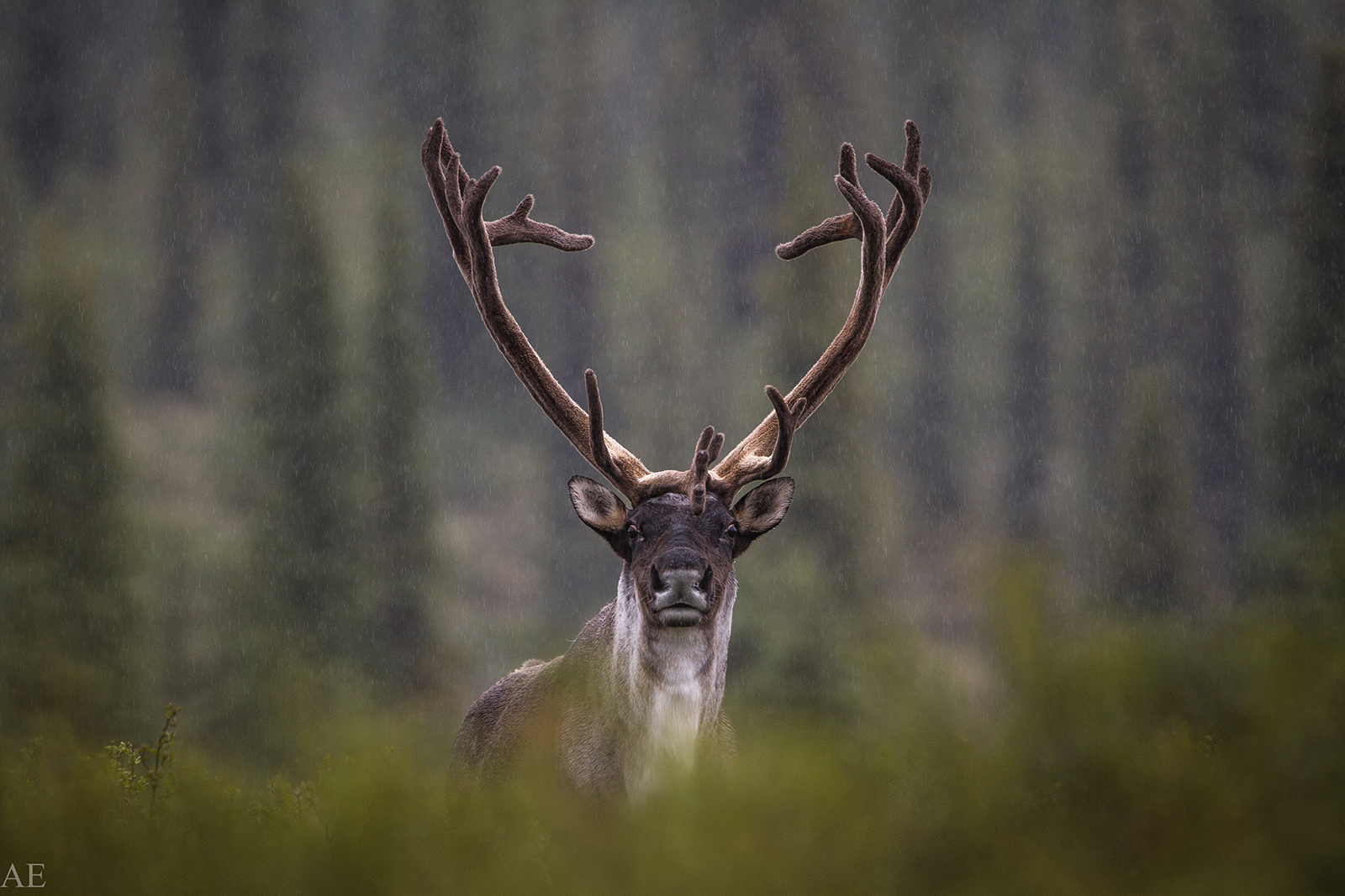 At risk of extinction | Canadian Geographic