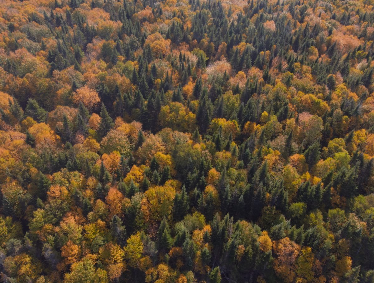 Canada commits to planting 2 billion trees over 10 years | Canadian ...
