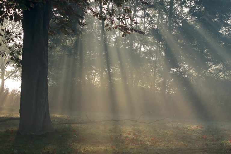 Access to nature critical to coping with COVID-19 pandemic | Canadian ...