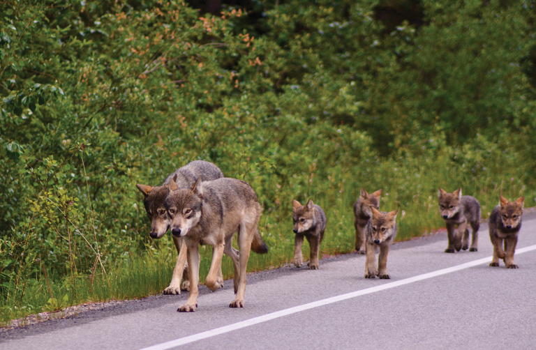 Smother Nature: The struggle to protect Banff National Park | Canadian ...