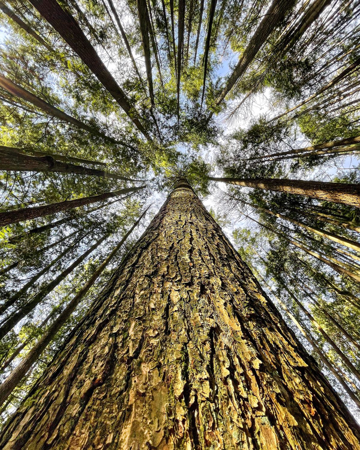 Using nature as medicine | Canadian Geographic