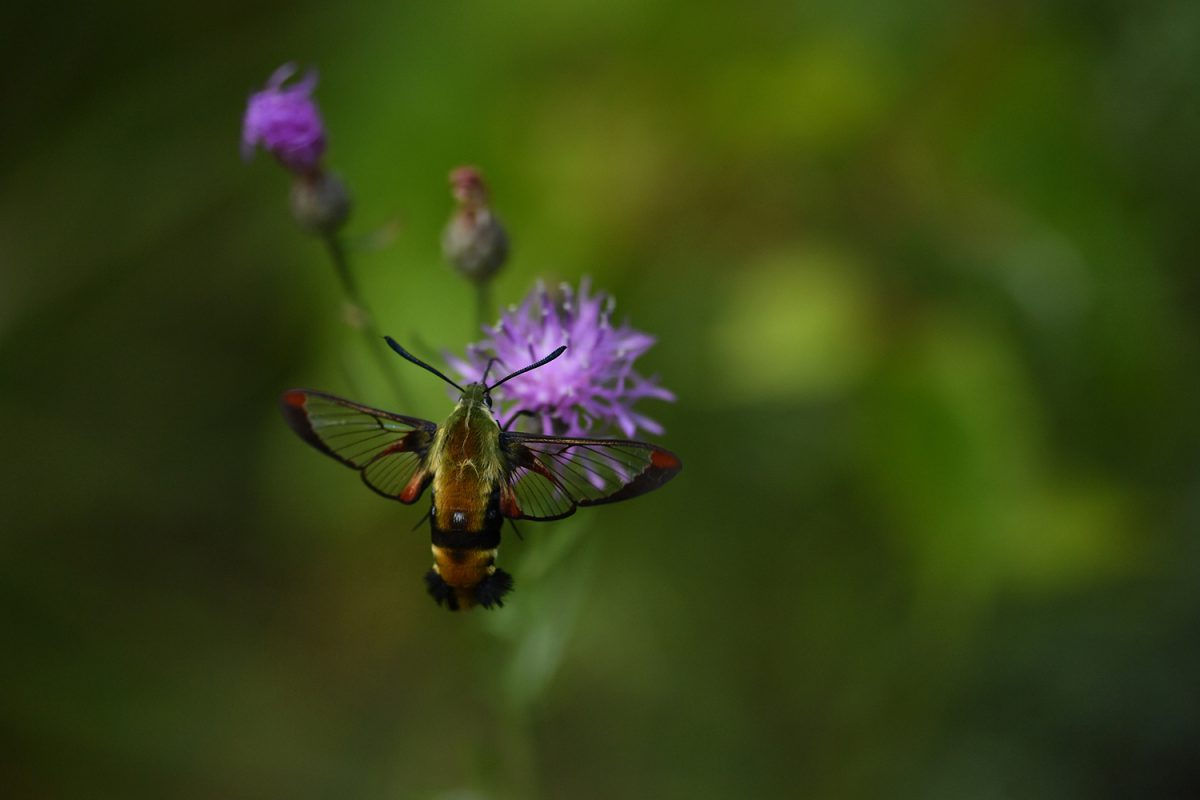 Ready up for National Moth Week 2021! | Canadian Geographic