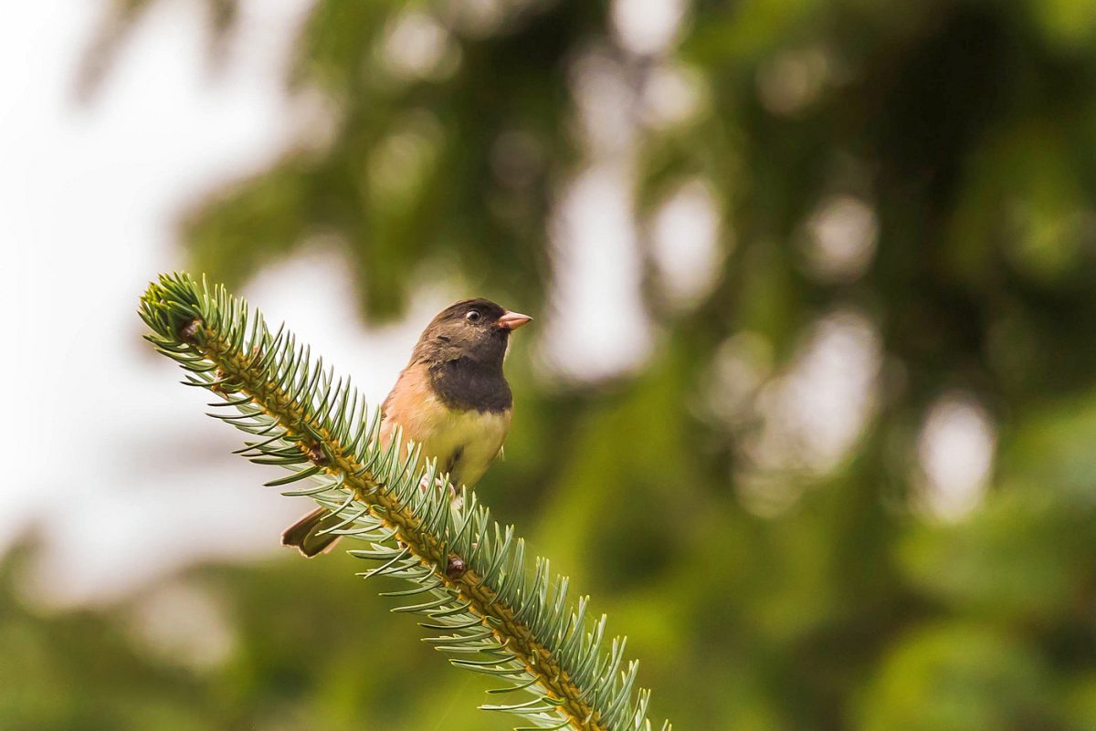 Wildlife Wednesday: Animals are “shape-shifting” to cope with climate ...