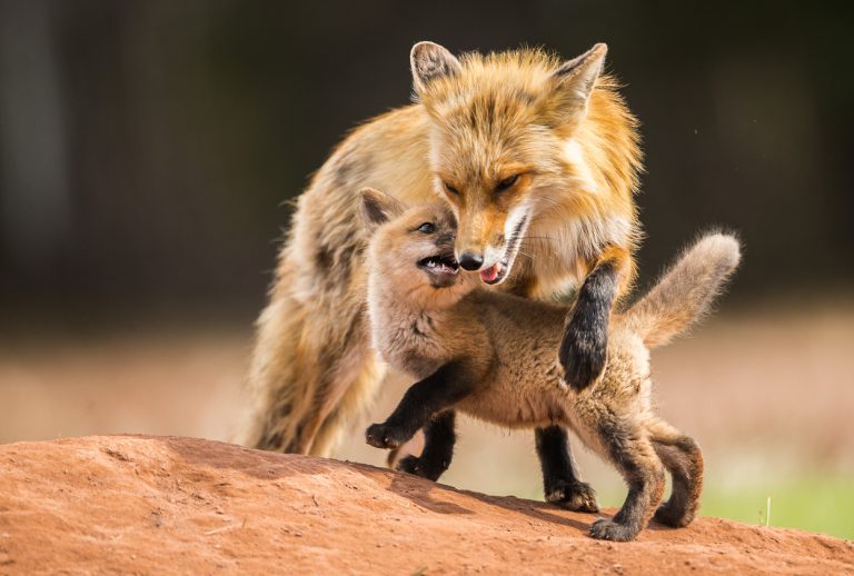 15 adorable photos of baby foxes | Canadian Geographic