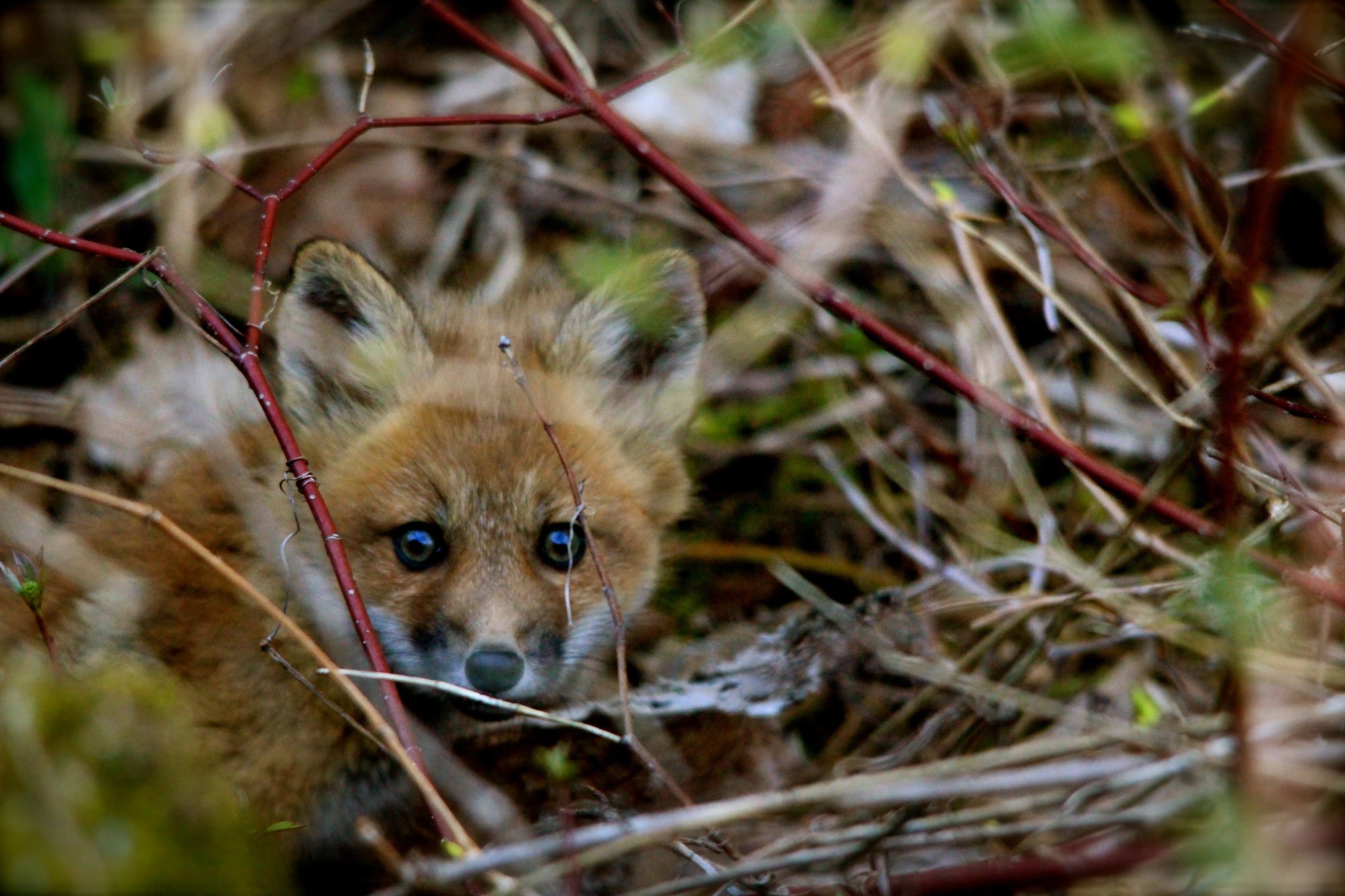 15 adorable photos of baby foxes | Canadian Geographic