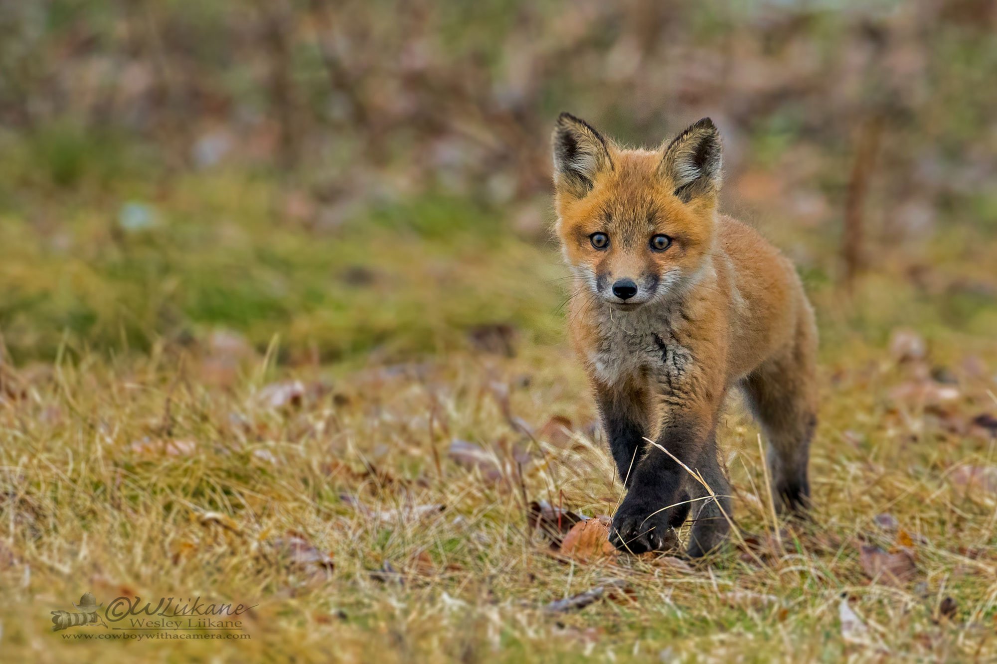 15 adorable photos of baby foxes | Canadian Geographic