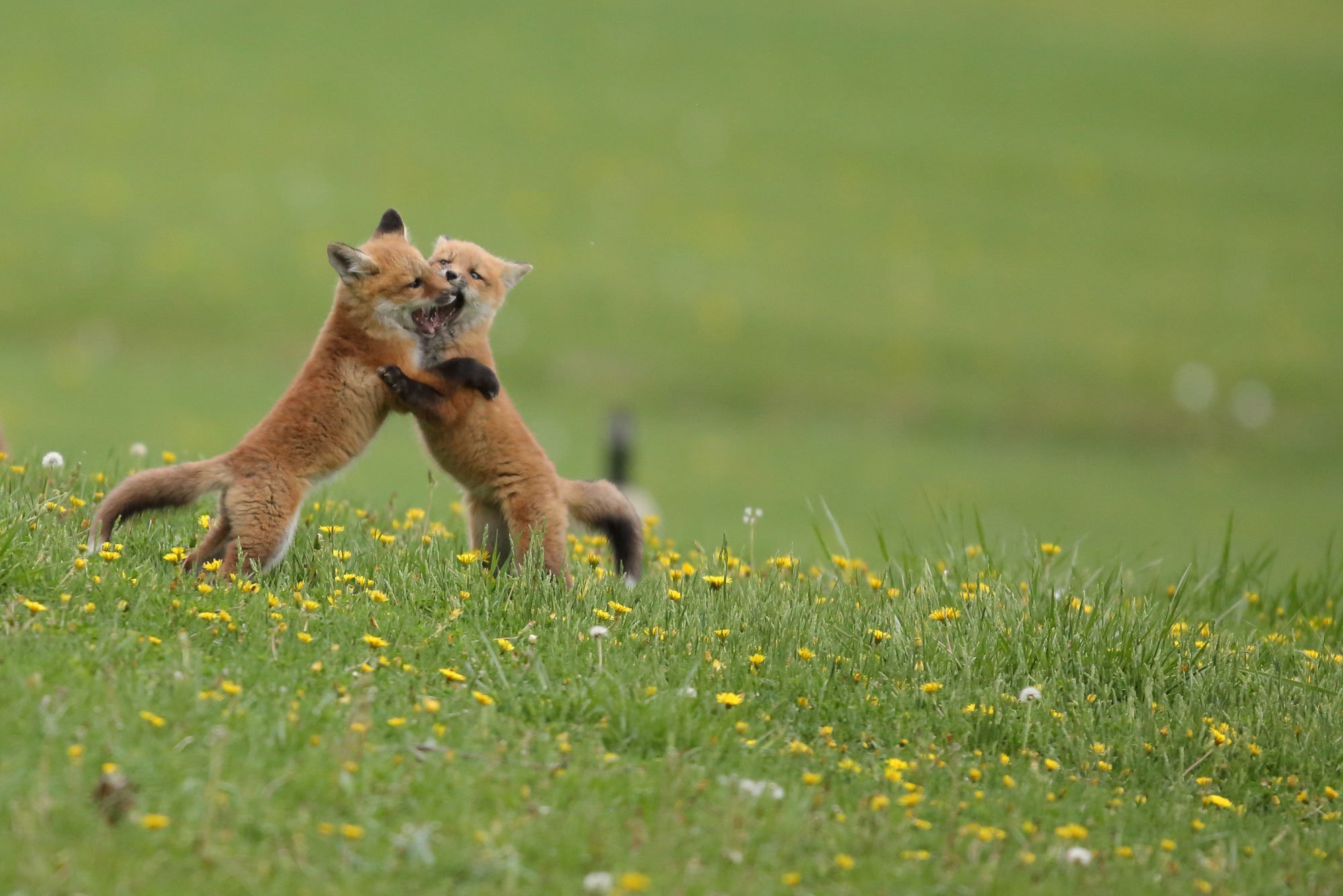 15 adorable photos of baby foxes | Canadian Geographic