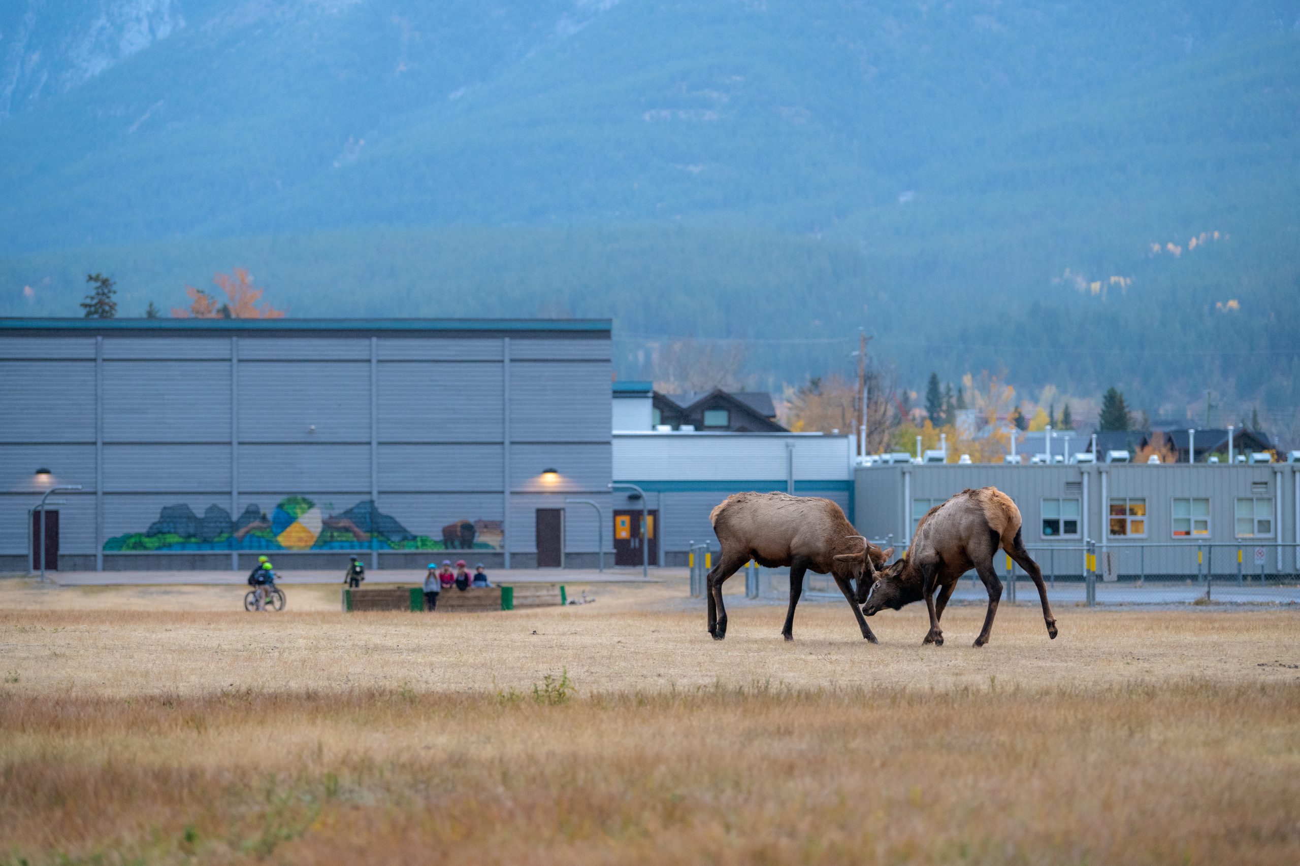 Announcing the winners of the 2020 Canadian Wildlife Photography of the ...