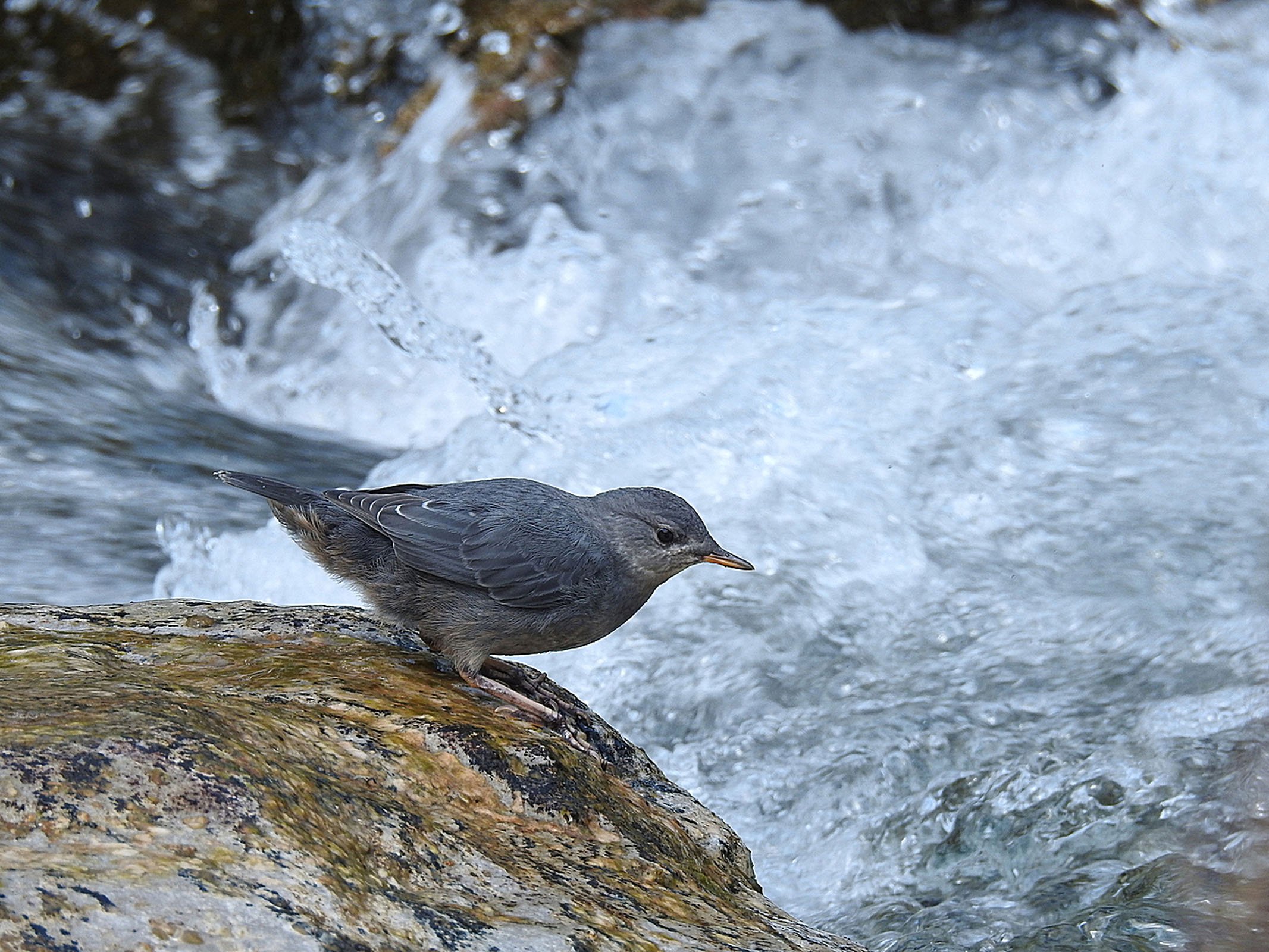 10 birds to look for in Canada this summer | Canadian Geographic