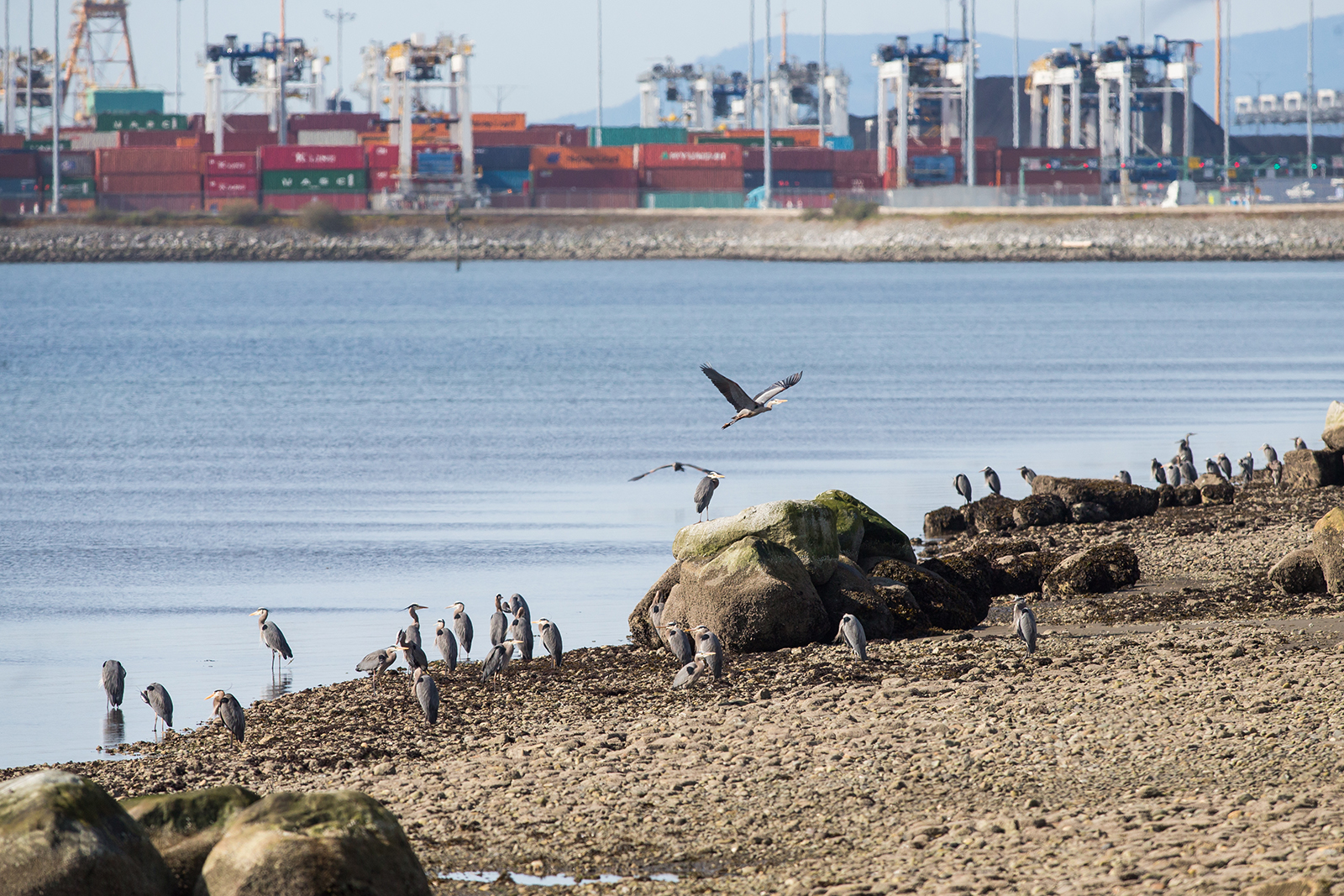 The fate of the Fraser River delta | Canadian Geographic