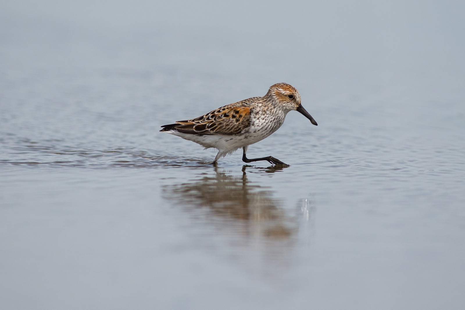 The fate of the Fraser River delta | Canadian Geographic
