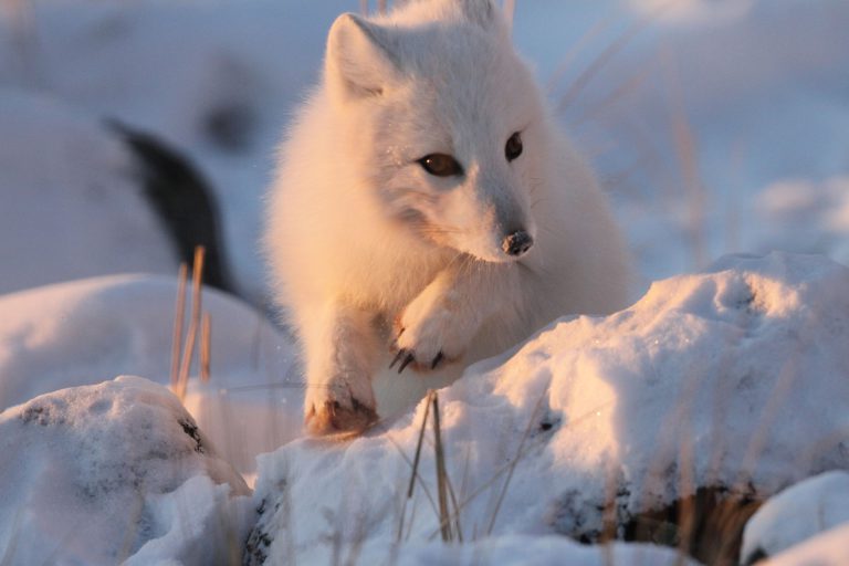 Fabulous photos to help you identify Canadian foxes | Canadian Geographic