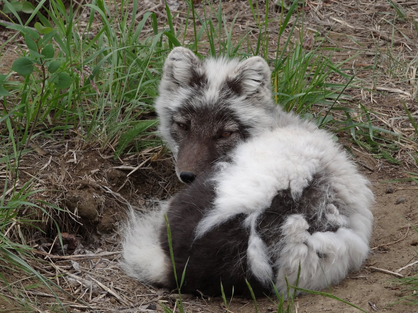 Fabulous photos to help you identify Canadian foxes | Canadian Geographic