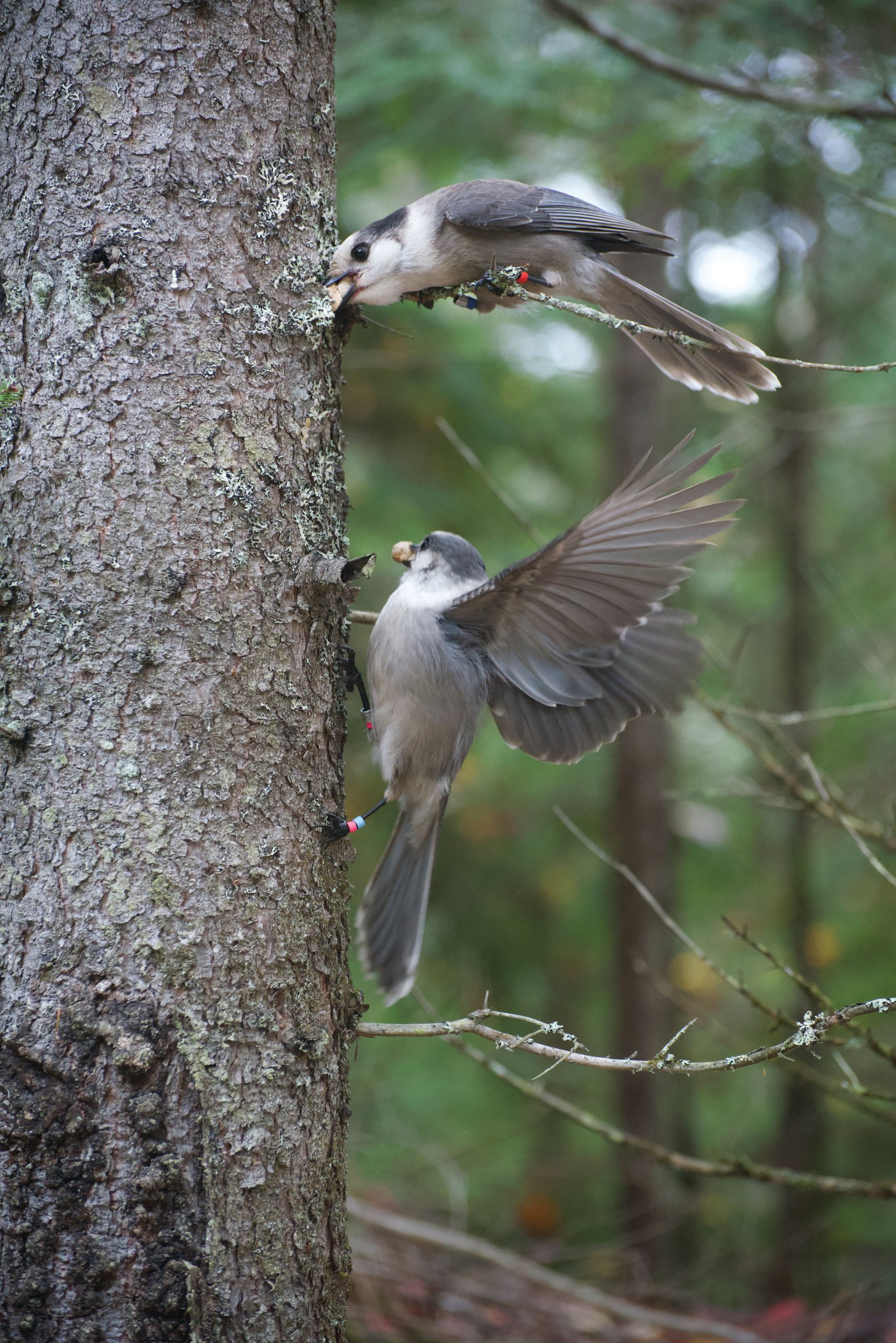Oh Canada jay! The story behind an icon-in-the-making | Canadian Geographic