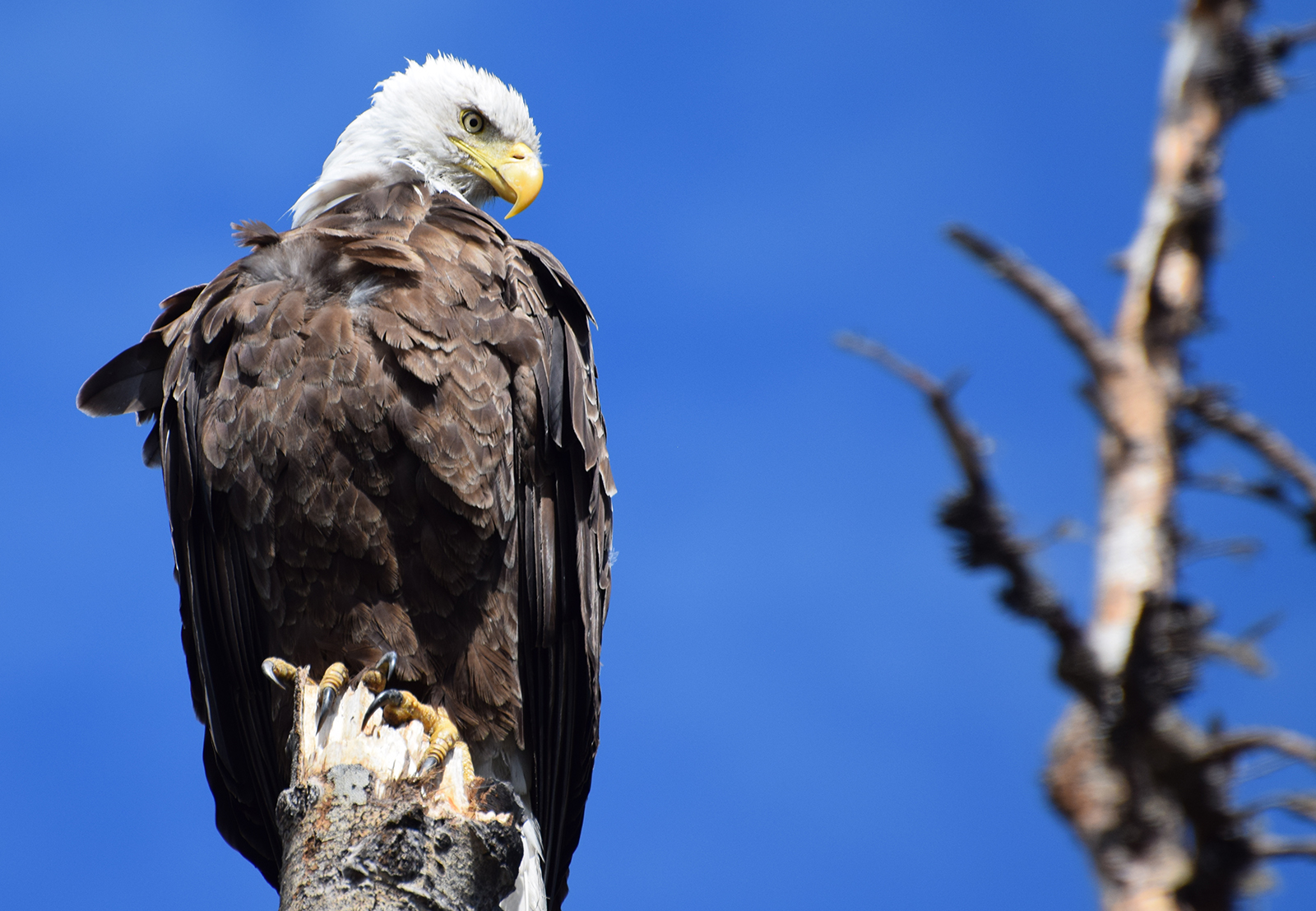 This 50-year study revolutionizes our understanding of bald eagles ...