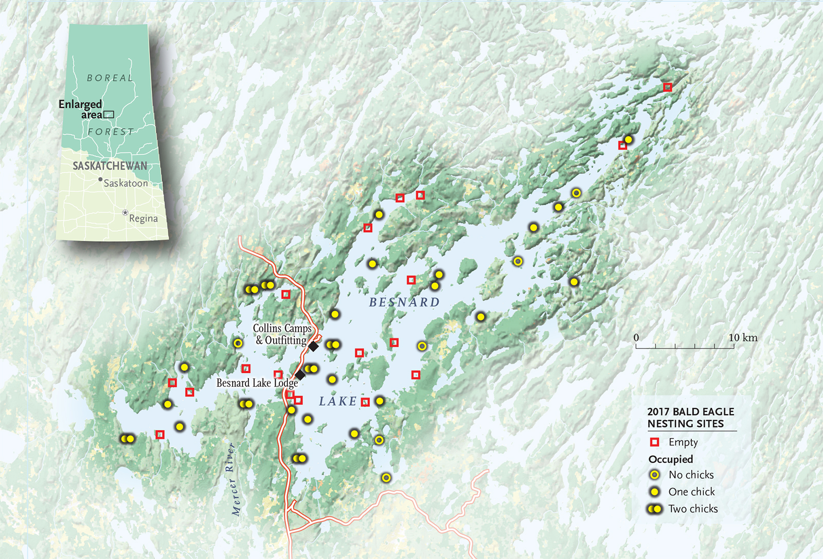 This 50-year study revolutionizes our understanding of bald eagles ...