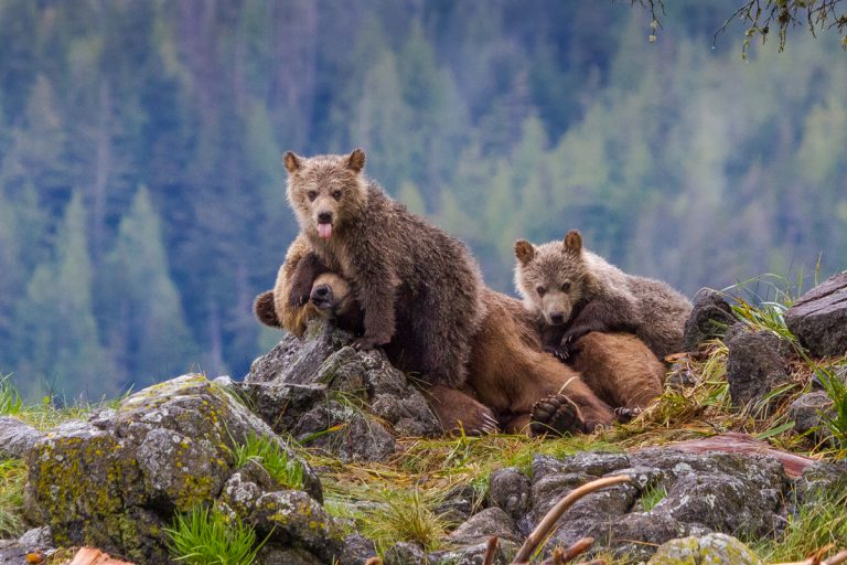 10 adorable photos of baby bears | Canadian Geographic