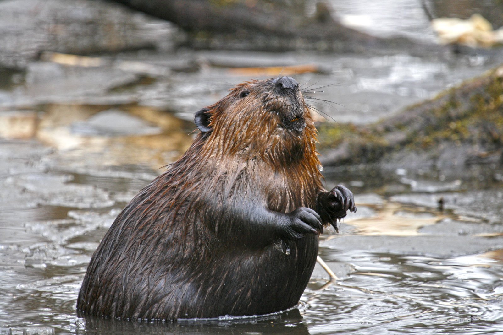 Five fascinating facts about beavers | Canadian Geographic