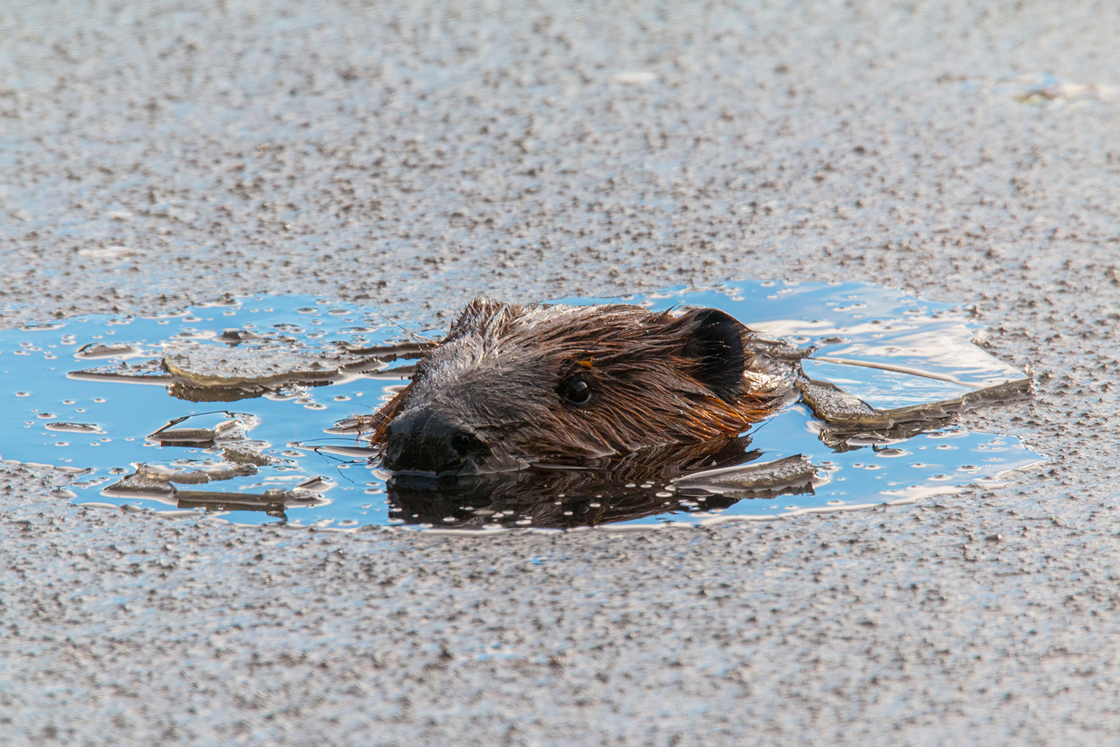 Beavers reported on the Yukon tundra for the first time | Canadian ...