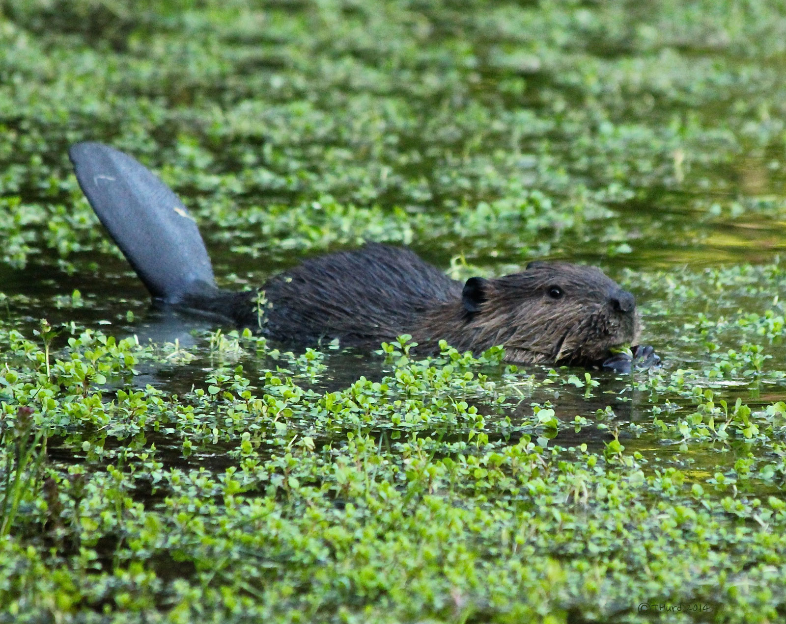Five fascinating facts about beavers | Canadian Geographic