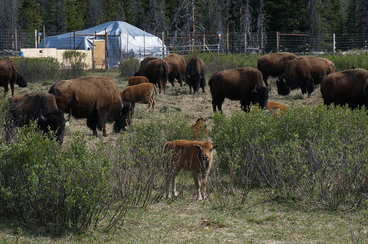 Back where they belong | Canadian Geographic