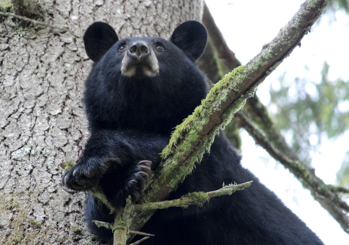 11 amazing facts about Canada’s bear species | Canadian Geographic