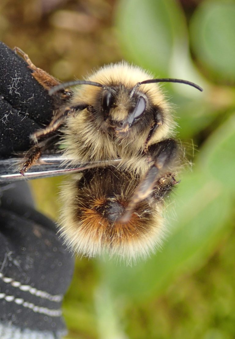 Climate change sees bee tongues shrink | Canadian Geographic