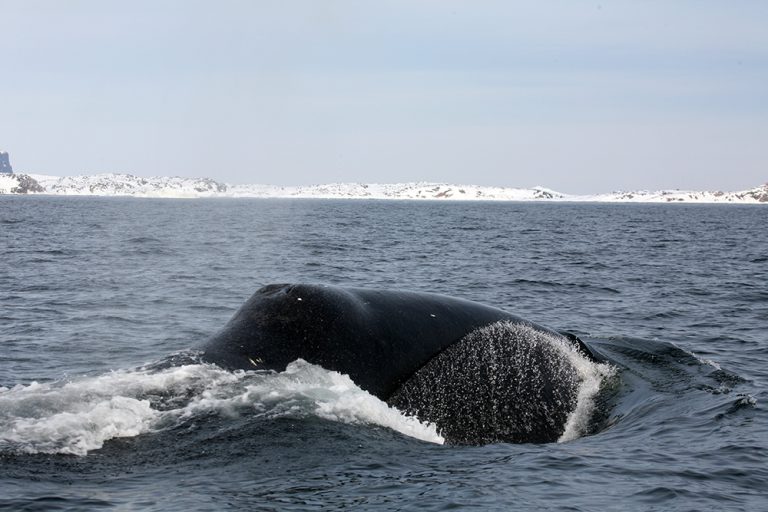 How could a warming Arctic affect bowhead whales? | Canadian Geographic