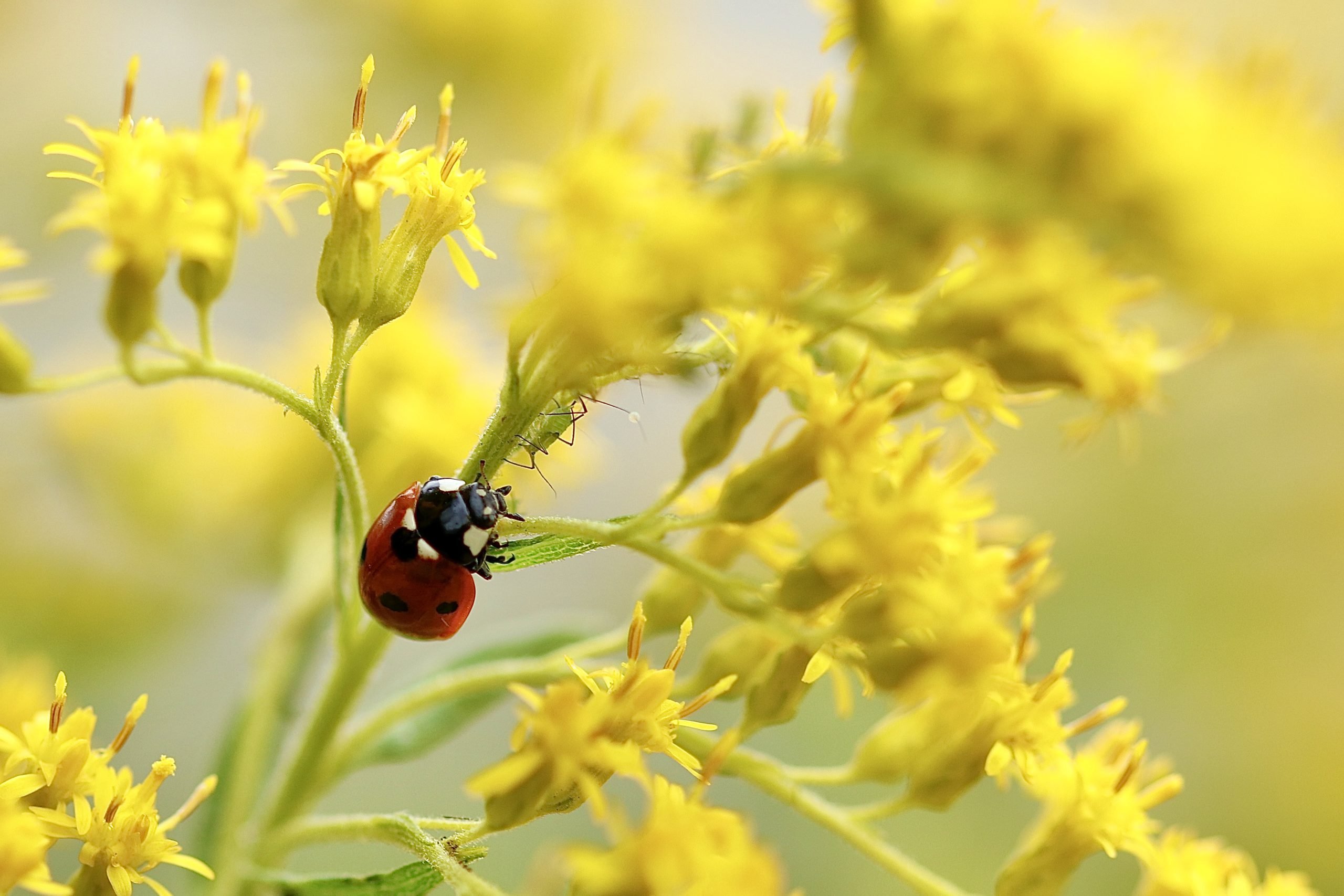 Announcing the winners of the 2020 Canadian Wildlife Photography of the ...