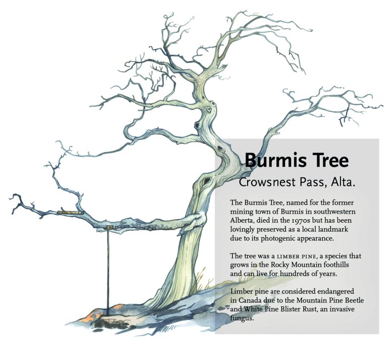Seven iconic Canadian trees | Canadian Geographic