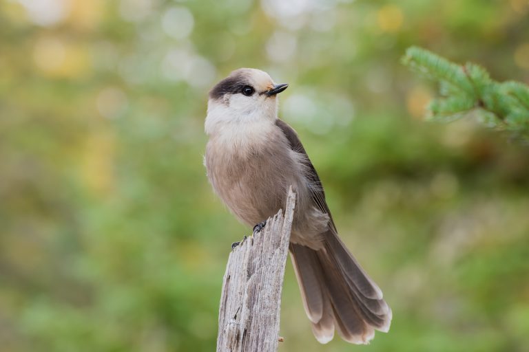 10 birds to look for in Canada this summer | Canadian Geographic