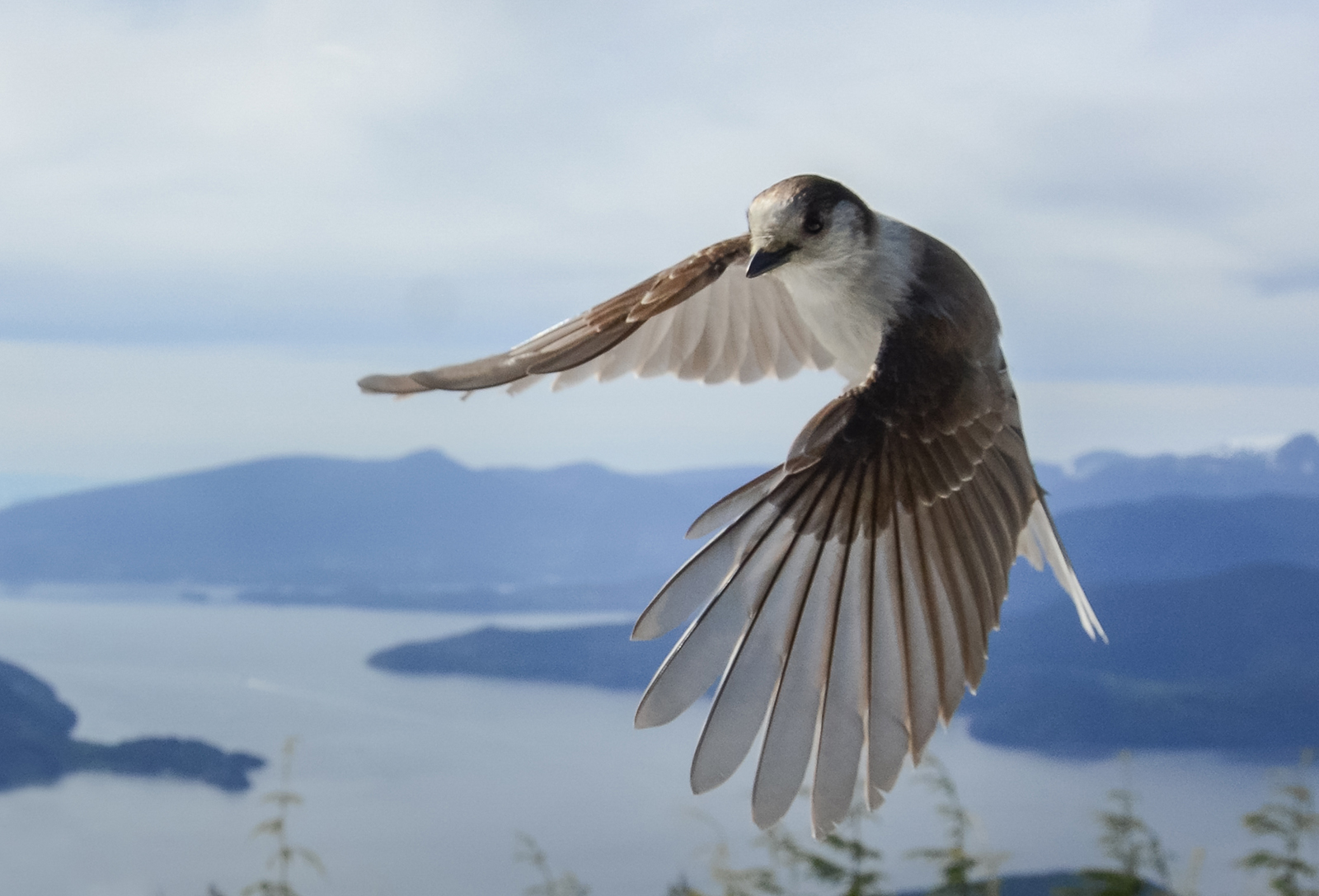 How the Canada jay got its name back | Canadian Geographic