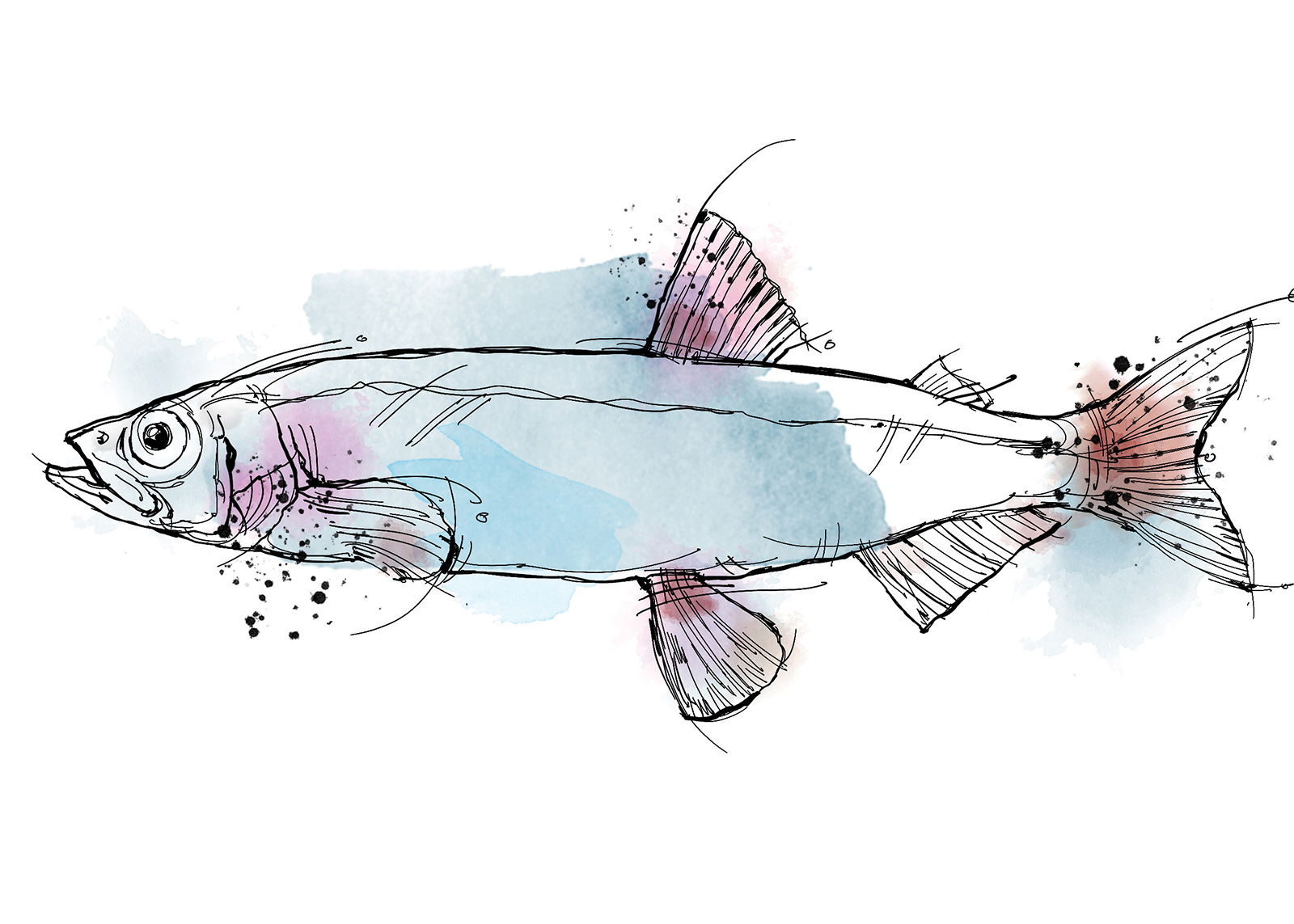 On the Rock, waiting for the roll | Canadian Geographic