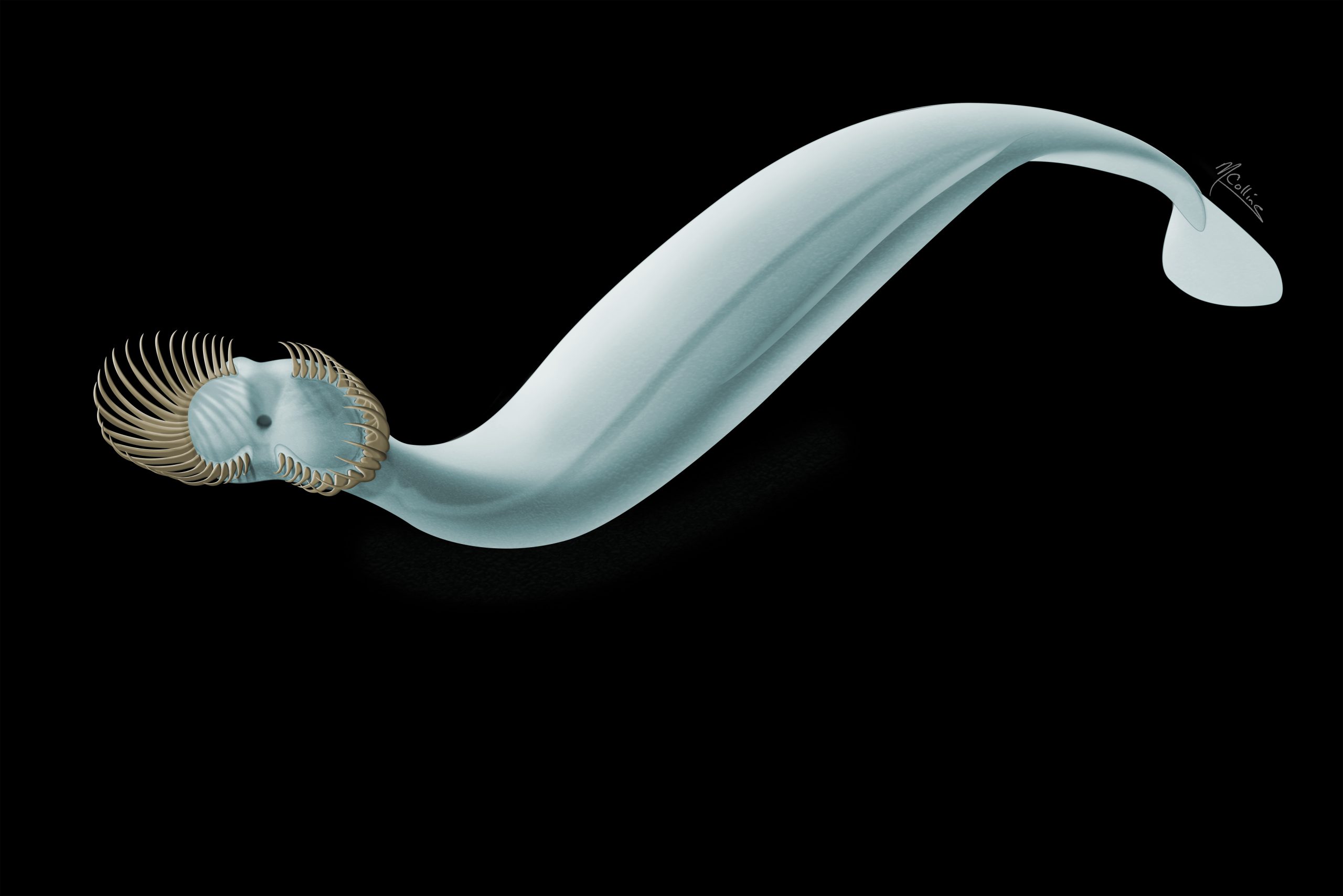 Ancient spine-headed marine worm fossil identified in Burgess Shale ...